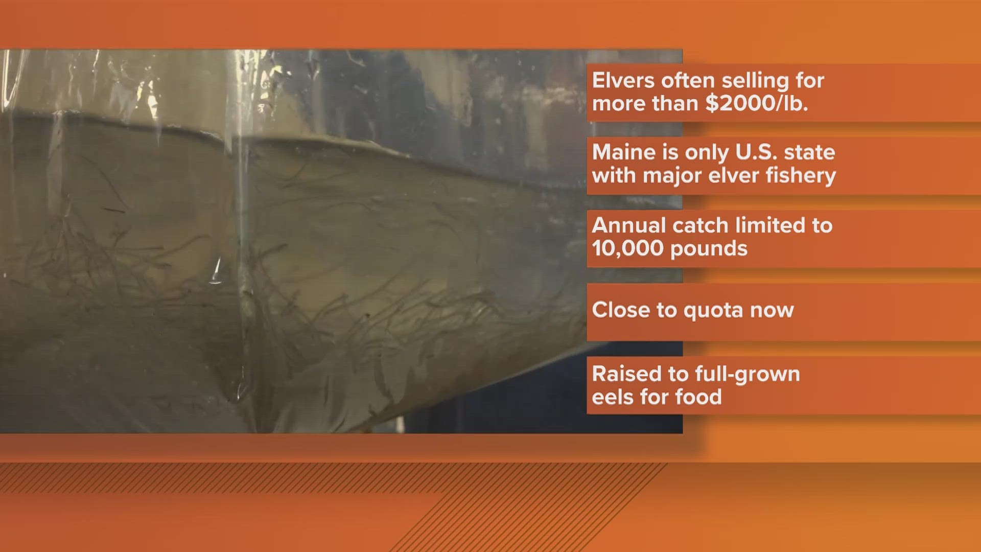 Elver fishing remains highly lucrative in Maine | fox43.com