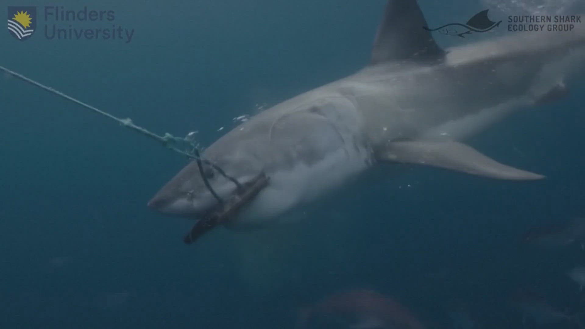 Scientists test bite-resistant wetsuits for shark safety | wqad.com