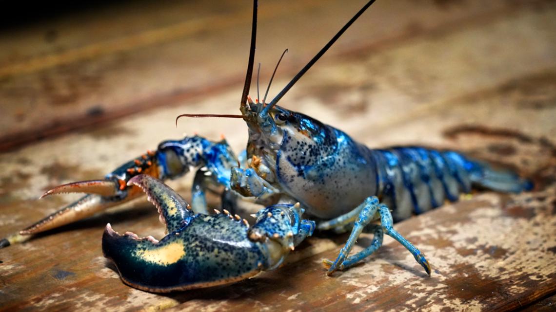 Scientists study mystery behind rare-colored lobsters | wqad.com