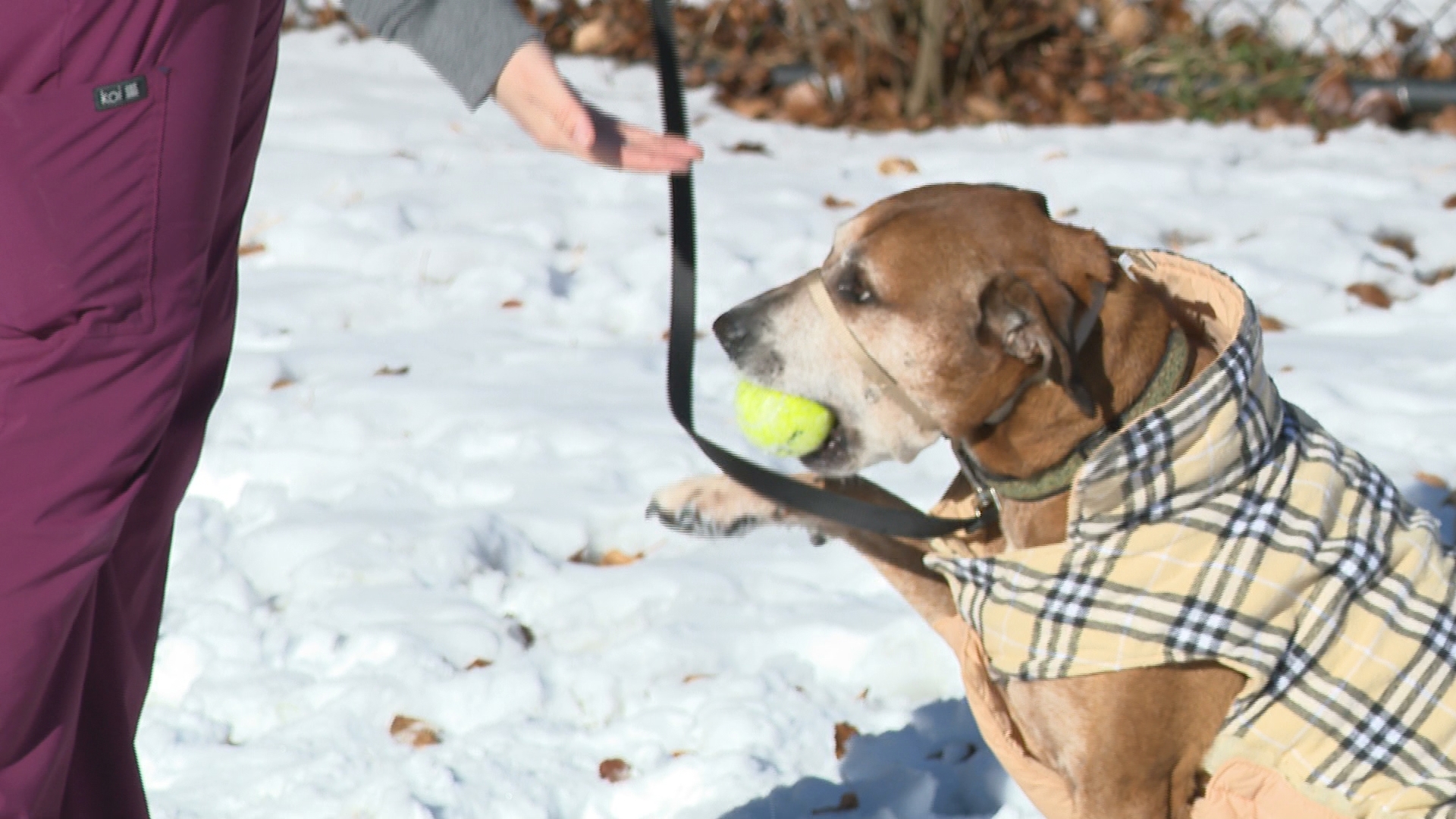 How cold is too cold for your dog? | wqad.com