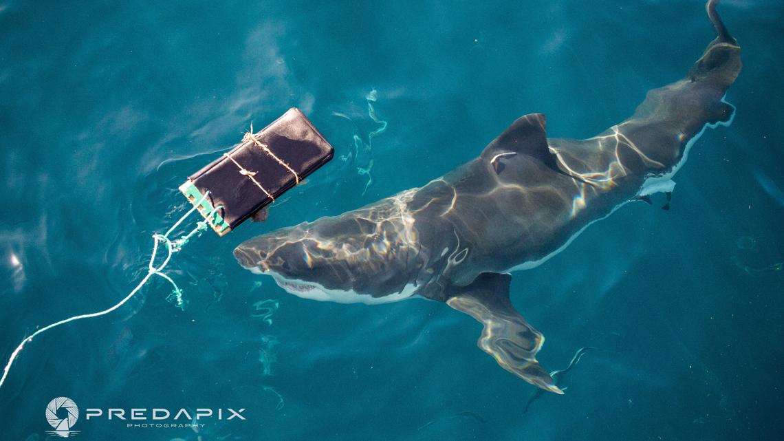 Scientists test bite-resistant wetsuits for shark safety | wqad.com