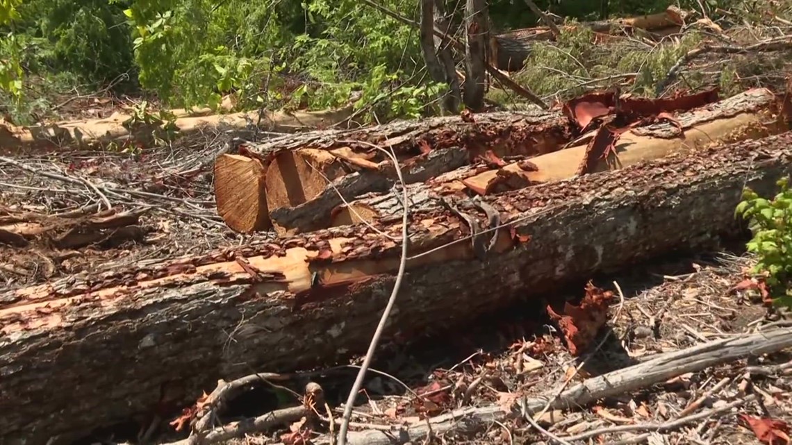 74-year-old man dies in apparent logging accident, Madison County ...