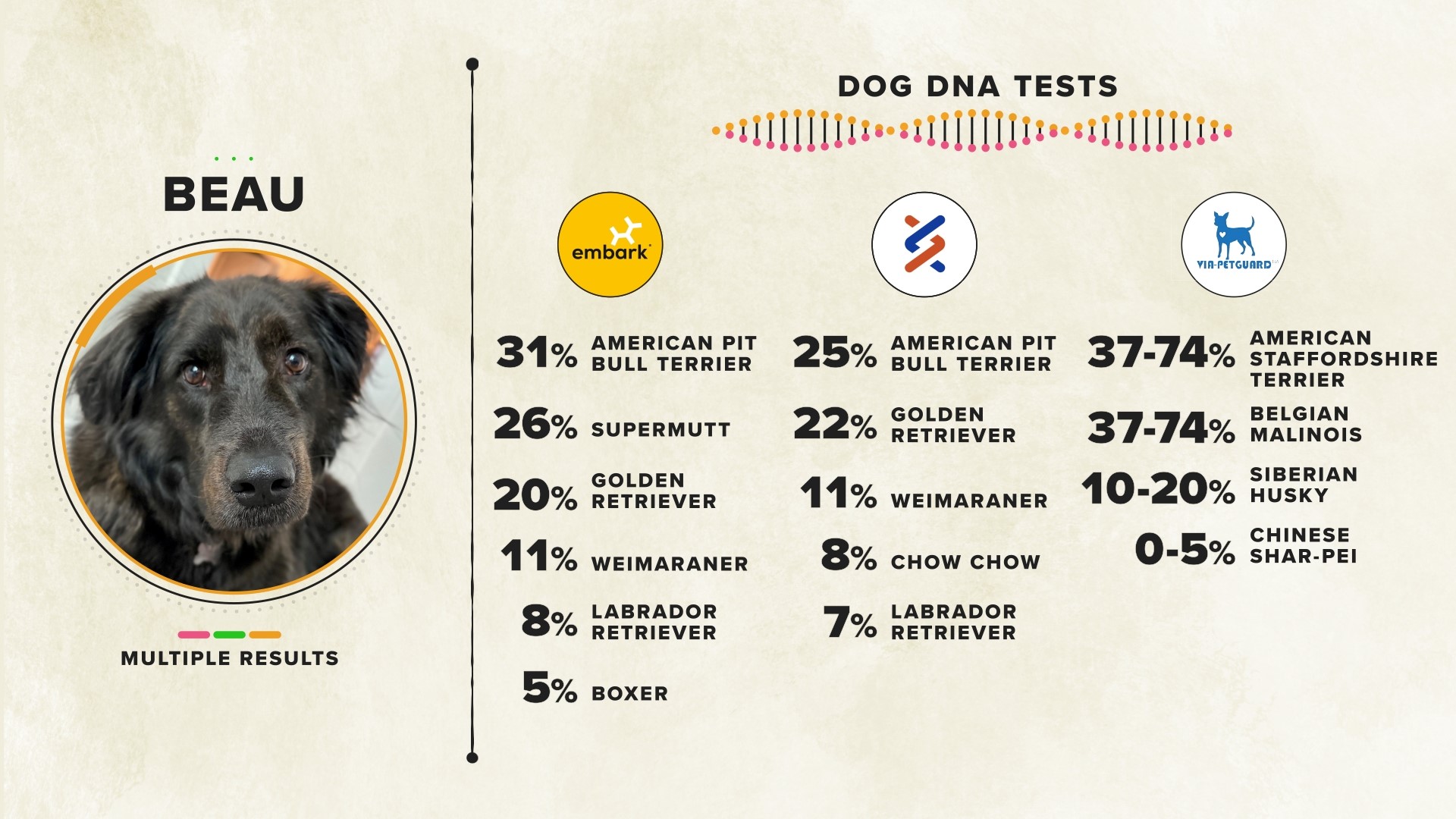 Are Dog DNA tests accurate? VERIFY looked into 3 companies | verifythis.com