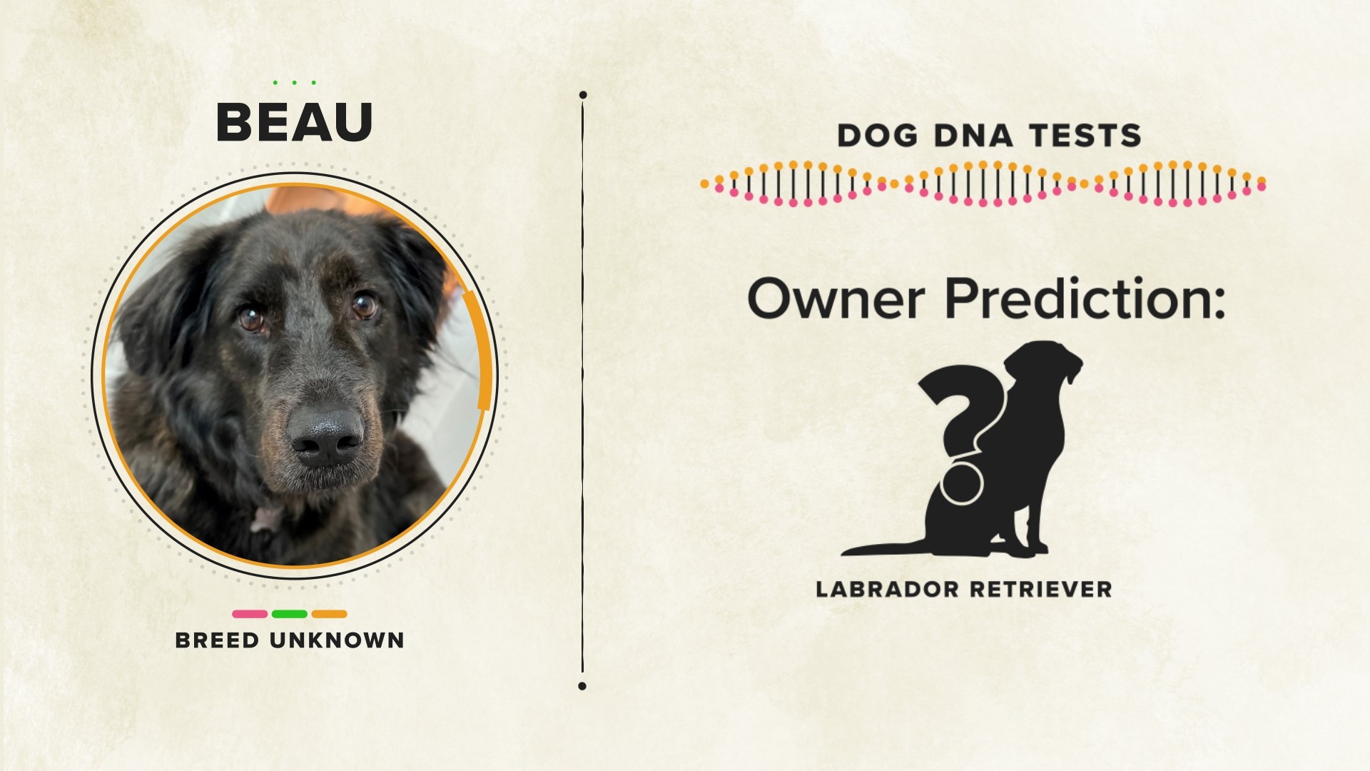 Are Dog DNA tests accurate? VERIFY looked into 3 companies | fox43.com