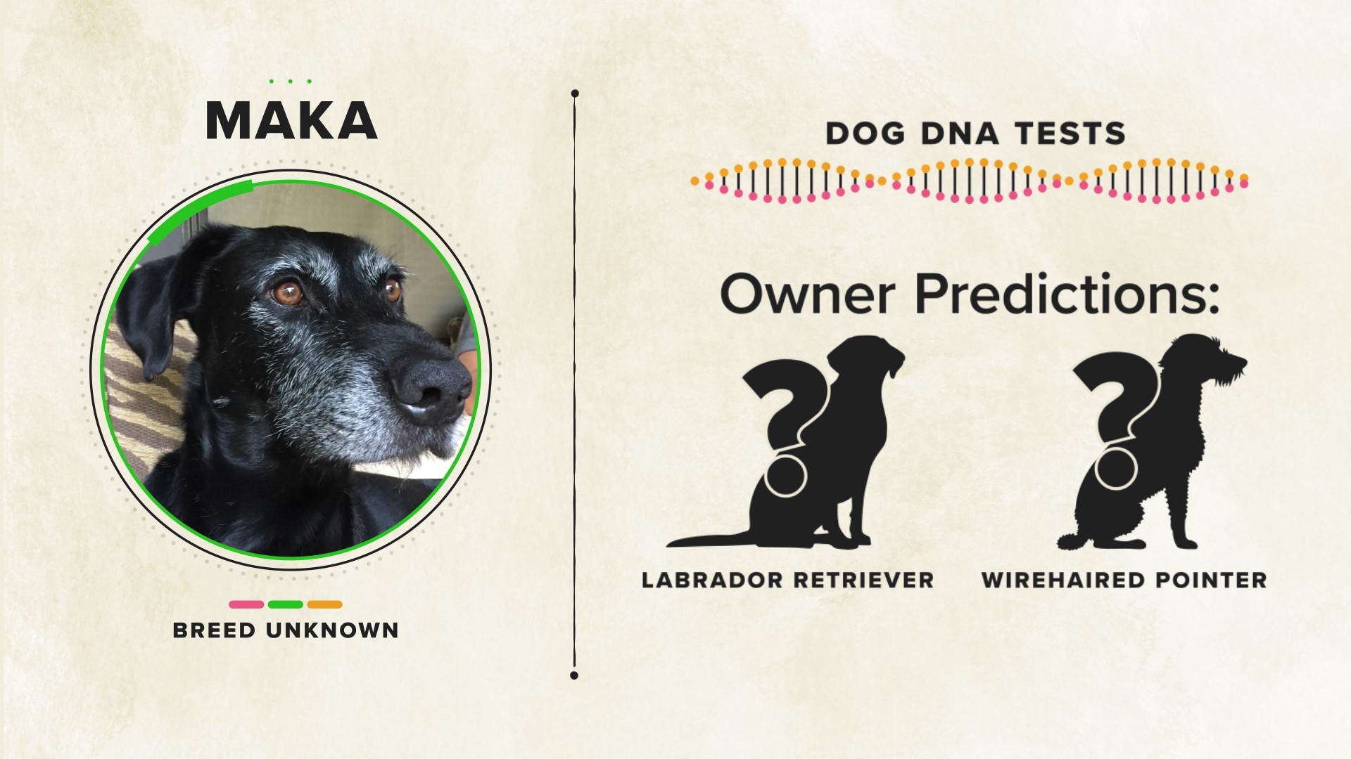 Are Dog DNA tests accurate? VERIFY looked into 3 companies | wnep.com