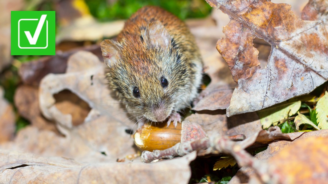 What we know about Alaskapox virus and its symptoms | verifythis.com