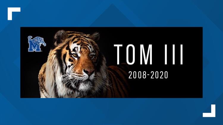 TOM III, famed tiger mascot for the UofM, passes away | localmemphis.com