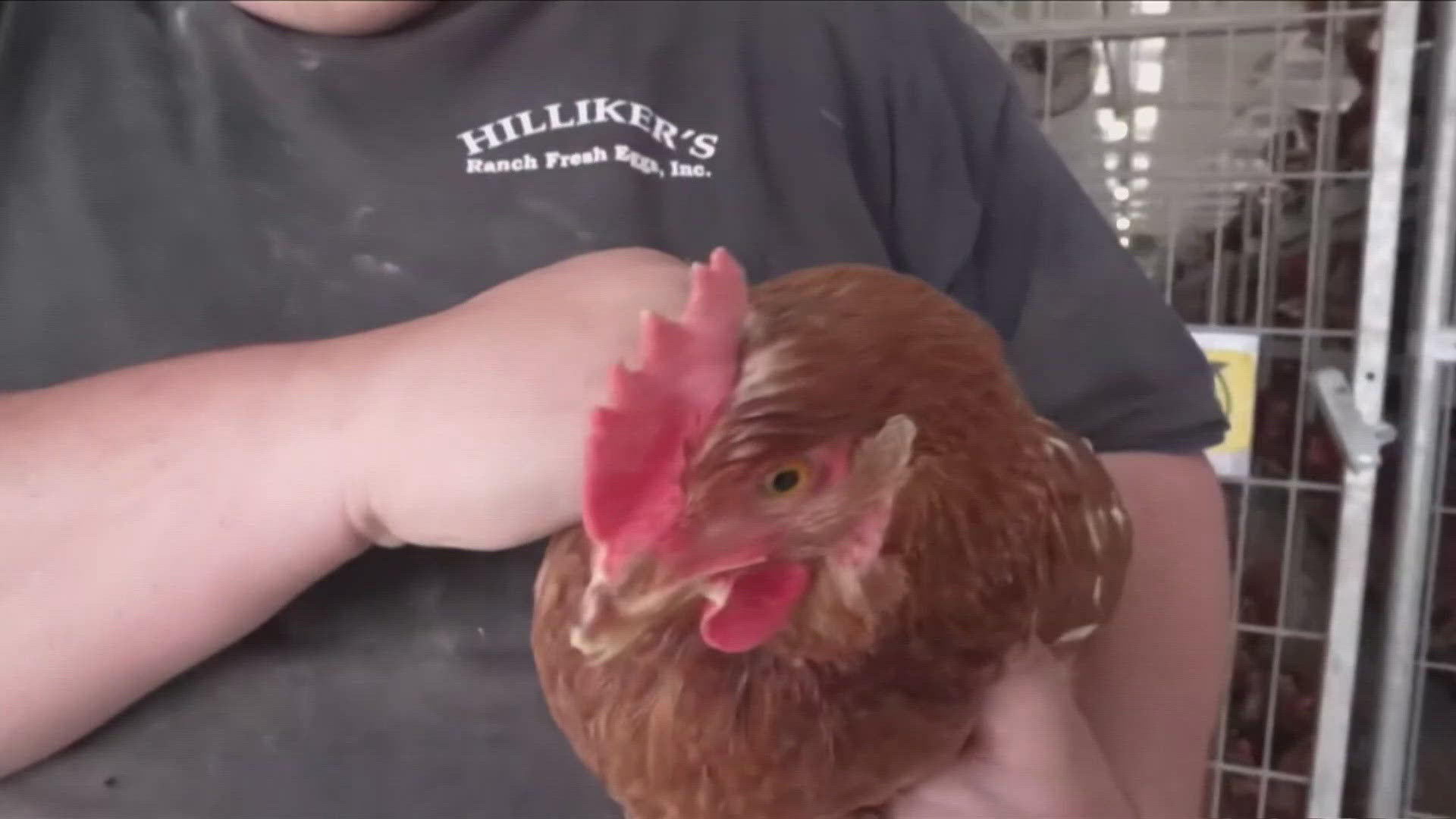 Mid-South shoppers and business owners feel impact of rise in bird flu ...