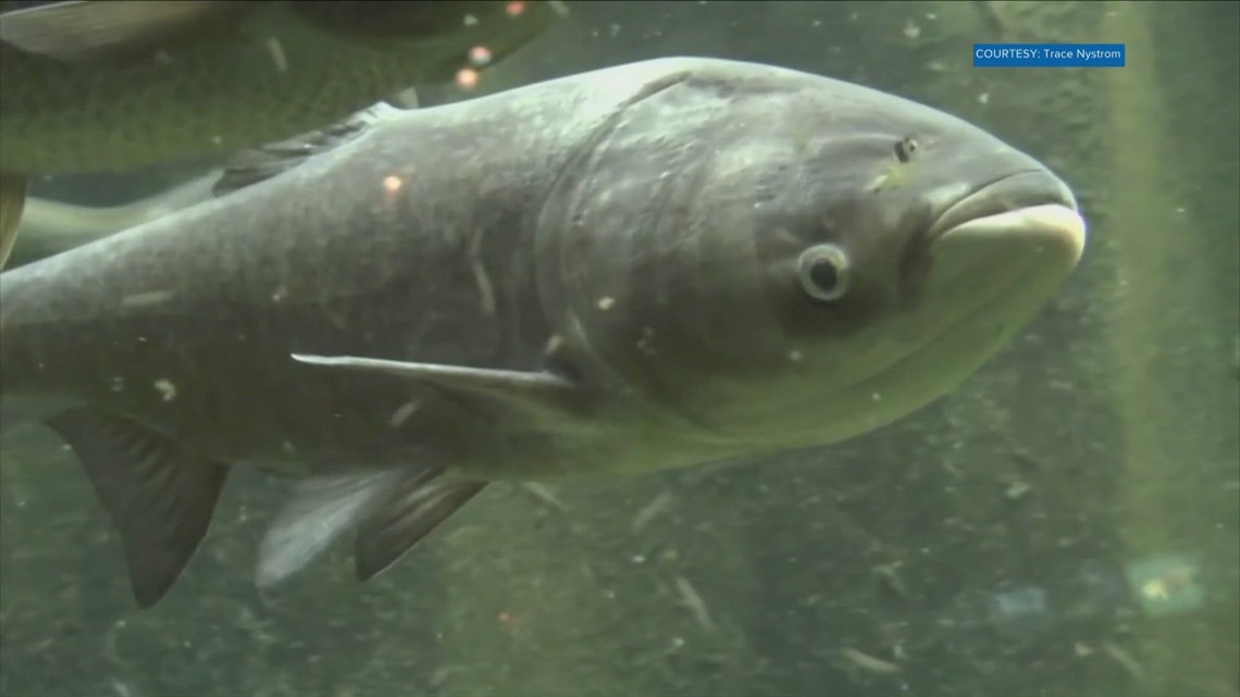 Invasive Carp in Tennessee rivers and lakes | localmemphis.com