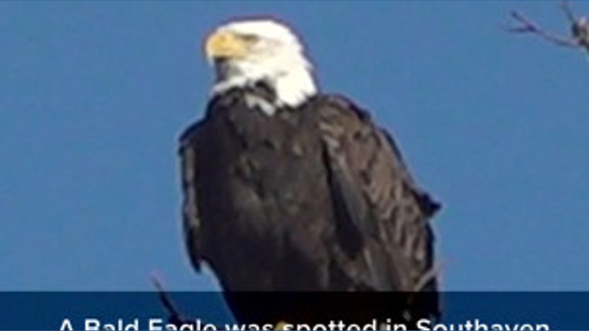 Bald eagle spotted in Southaven, MS | localmemphis.com