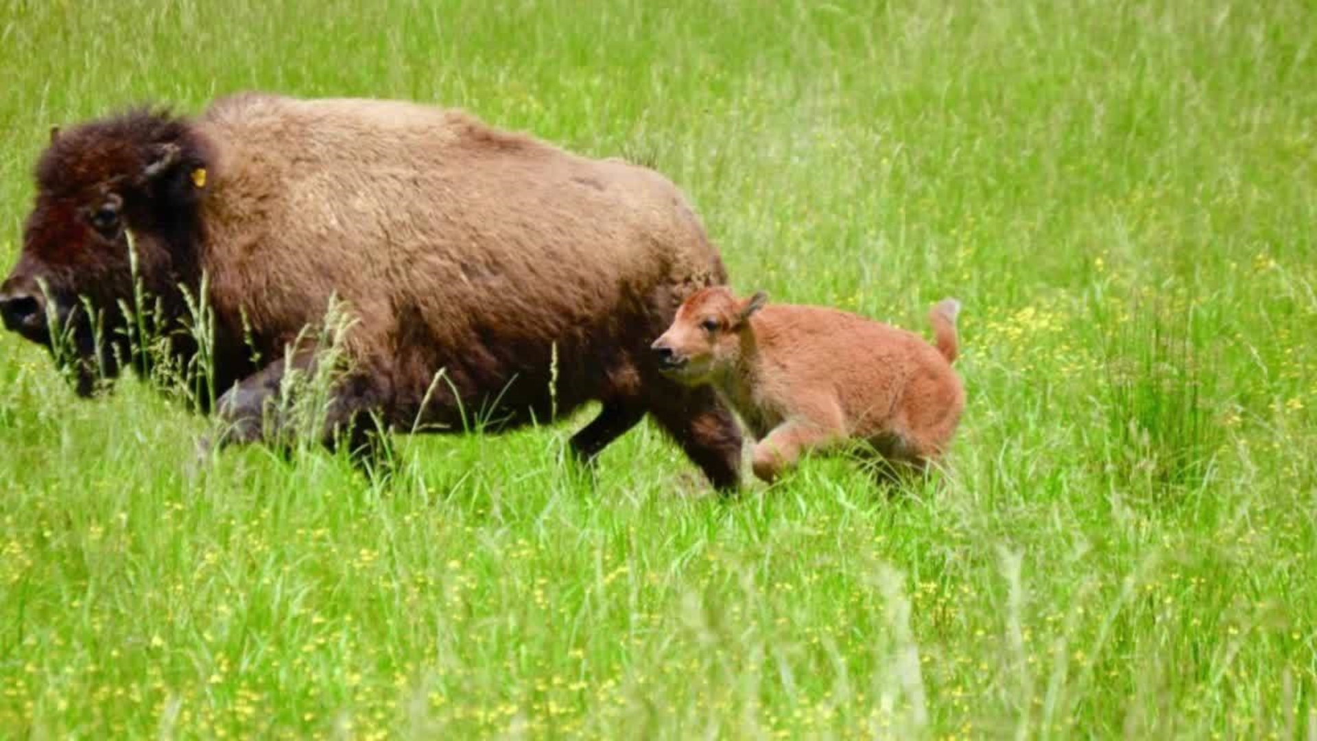 Shelby Farms Park asks for donations National Bison Day | localmemphis.com