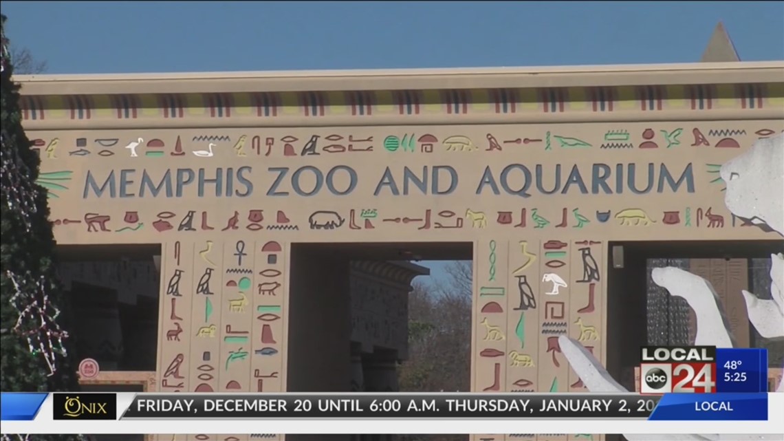 Memphis Zoo continues their conservation work to save severely ...