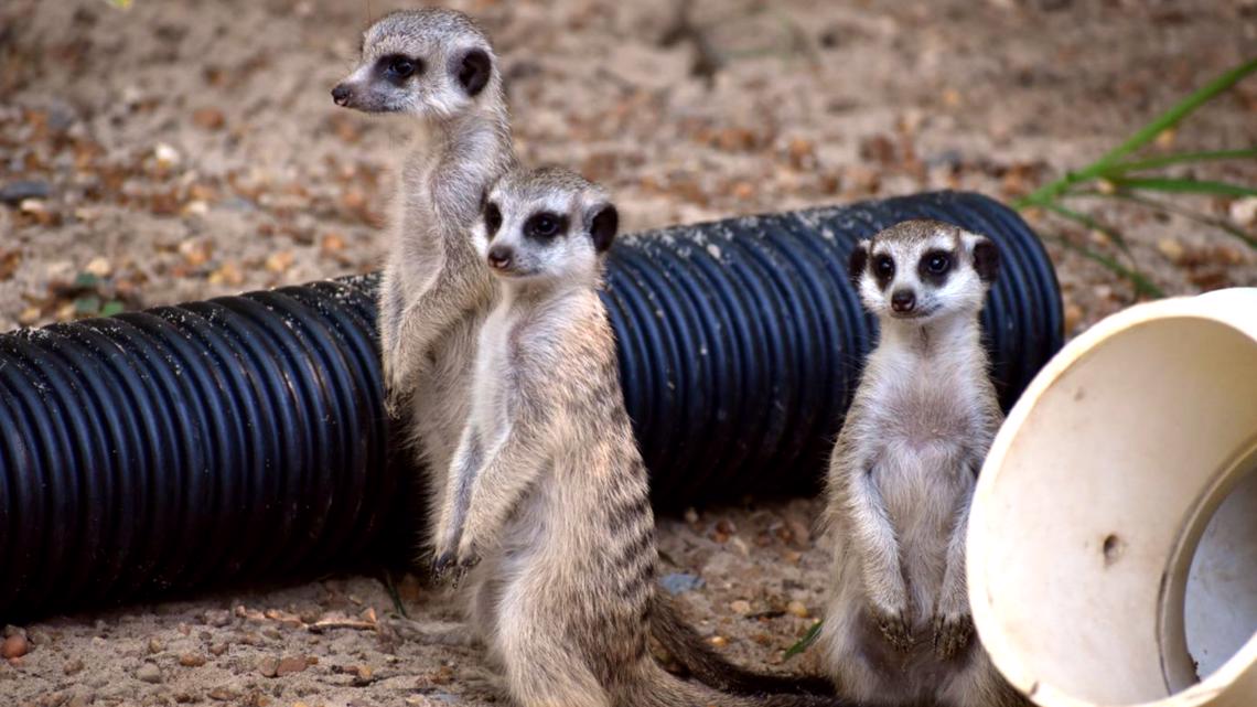 Accidental deaths of 5 meerkats apparently caused by poisoning | fox43.com