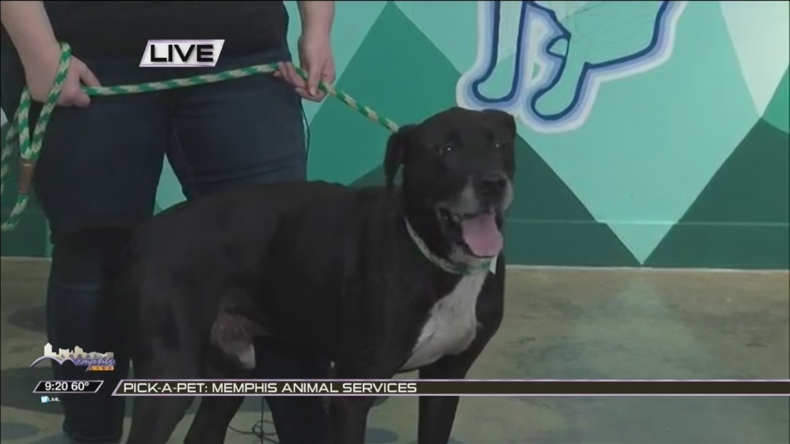Memphis Animal Services now offering “pre-adoptions” | localmemphis.com