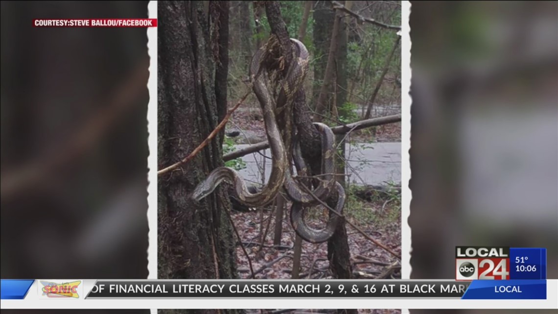 Caught On Camera: Large Snake Dangling From Overton Park Tree ...