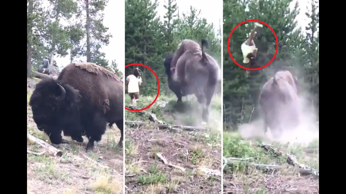 Bison attacks 9-year-old girl at Yellowstone National Park ...