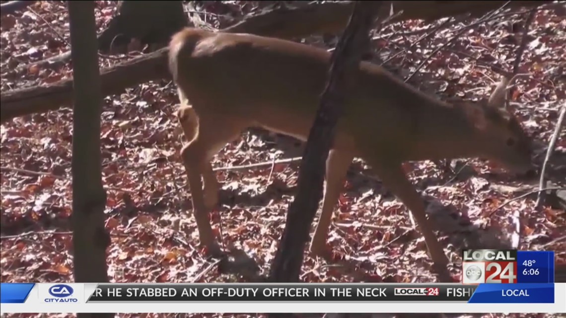 Hunters Urged To Have Deer Meat Tested For “Zombie Disease ...