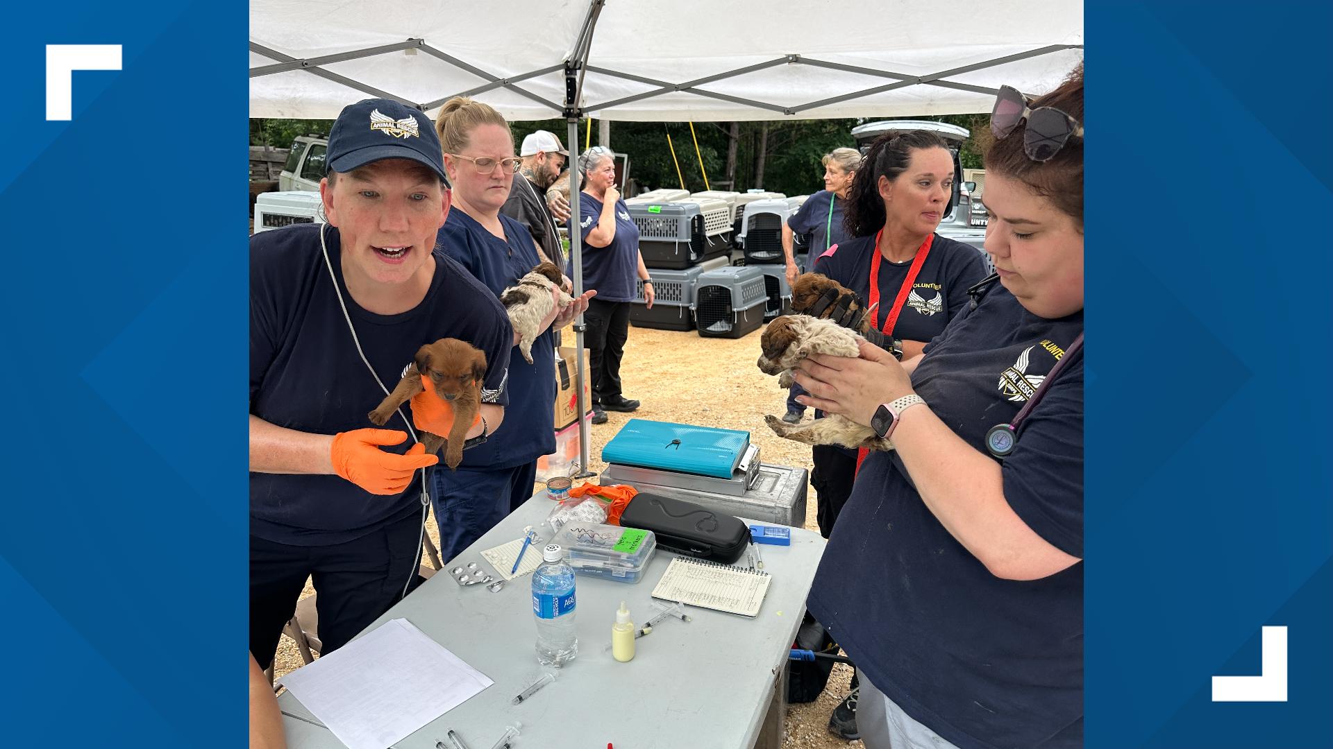 Animal Rescue Corps saves 36 dogs in Savannah, Tenn. | localmemphis.com