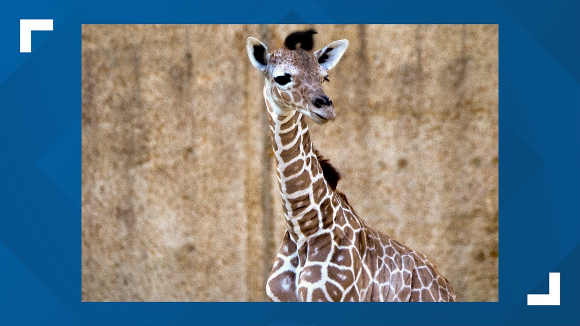 Memphis Zoo gets new baby giraffe 'Fitz' | localmemphis.com
