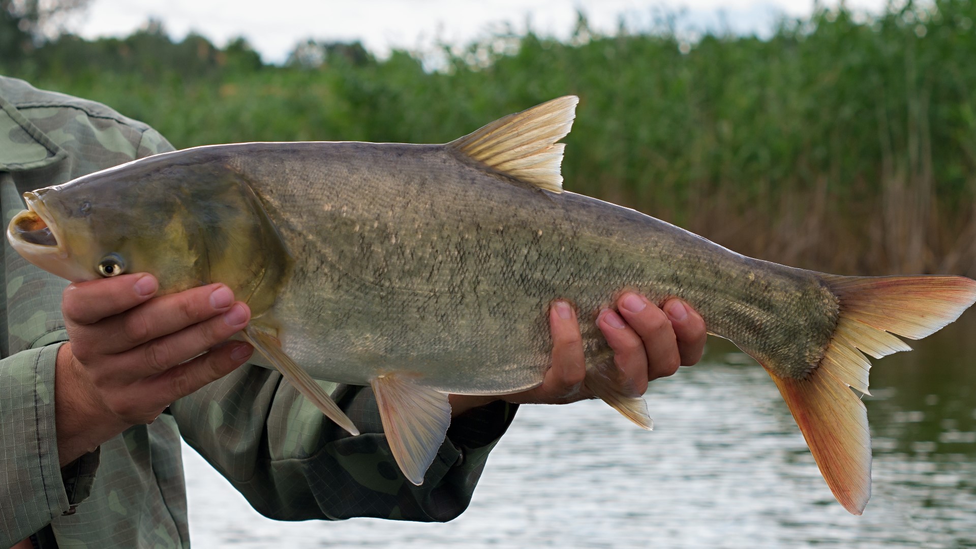 TDEC lifts advisory against consuming two types of MS River fish ...