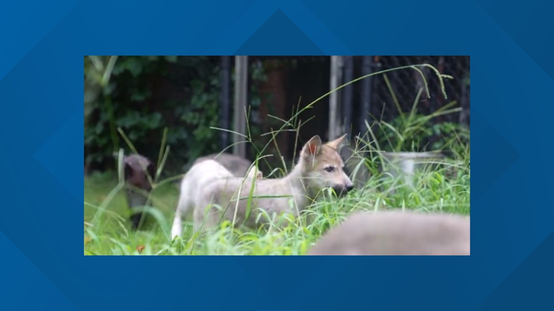 Memphis Zoo welcomes four new wolf pups | localmemphis.com