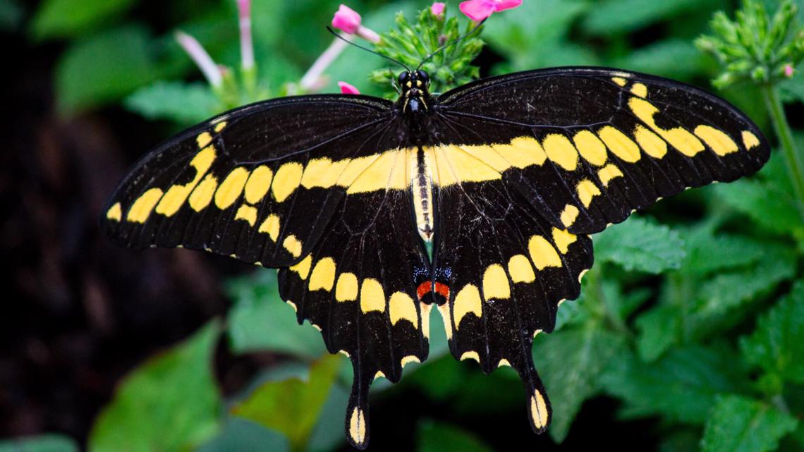 Butterfly exhibit re-opens at the Memphis Zoo | localmemphis.com