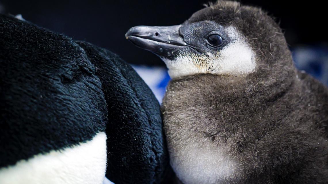 Elrond, the new African black-footed penguin chick at Memphis Zoo ...