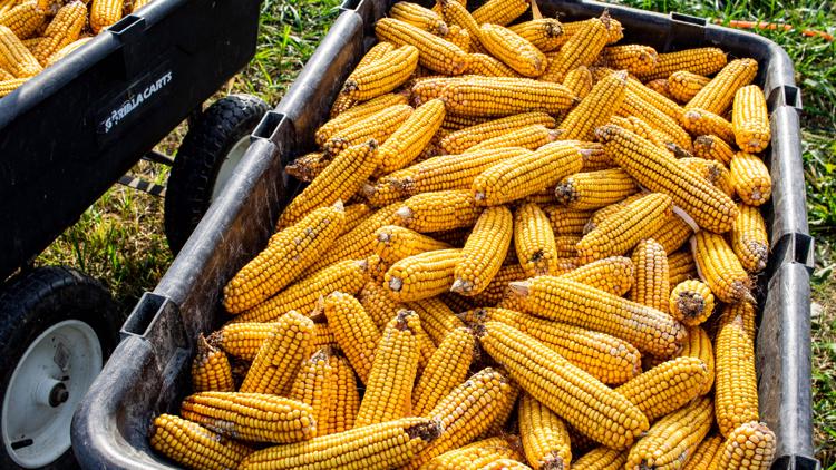 Get Lost corn maze arrives in Memphis just in time for Halloween ...