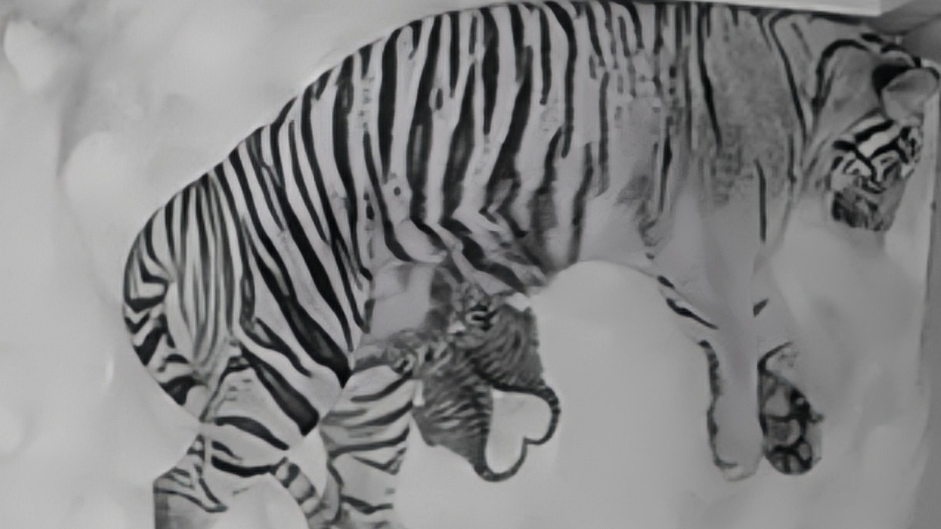 Memphis Zoo welcomes two new Sumatran tigers cubs | localmemphis.com