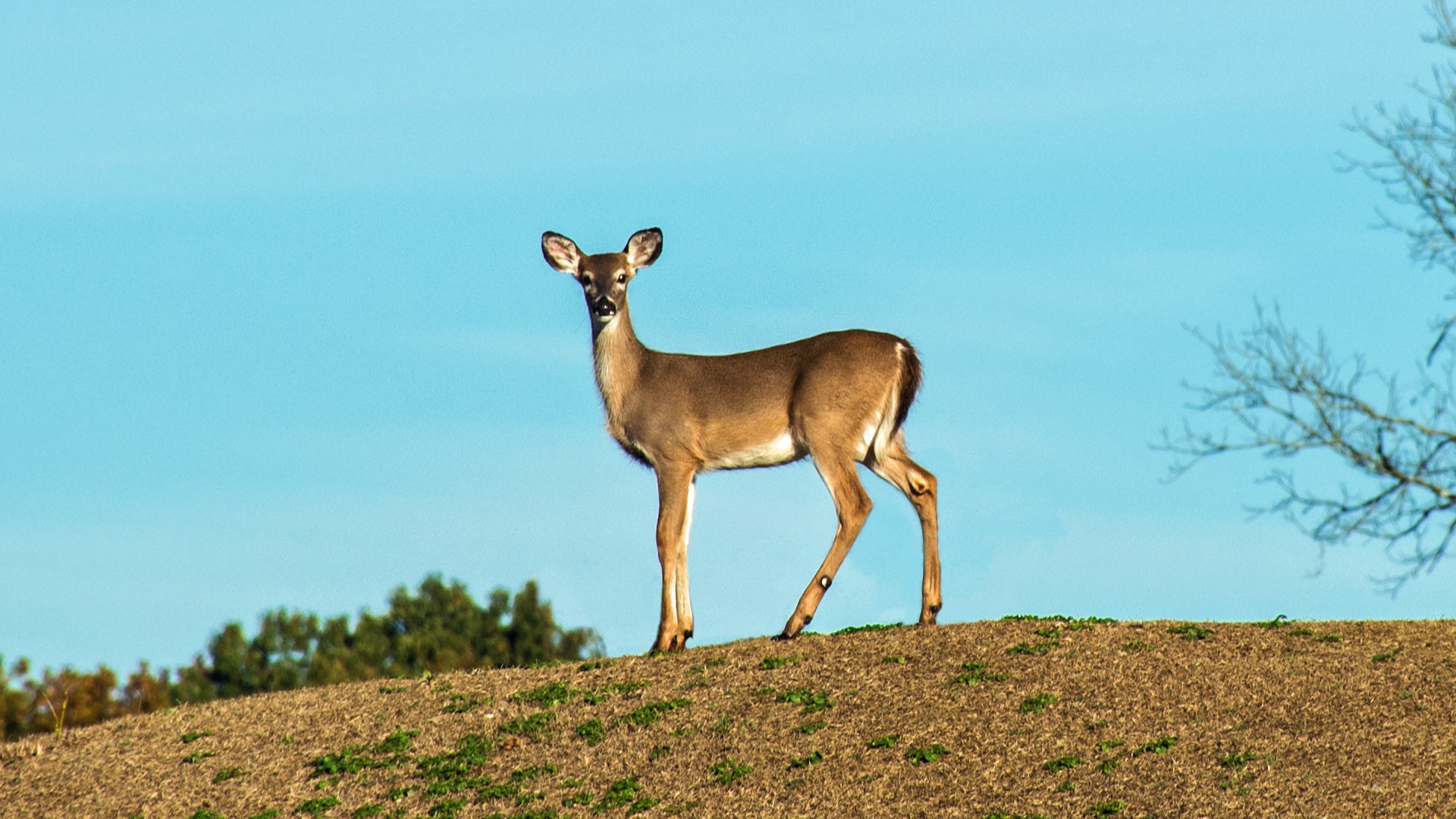 Sick deer reports in Mississippi on rise | localmemphis.com