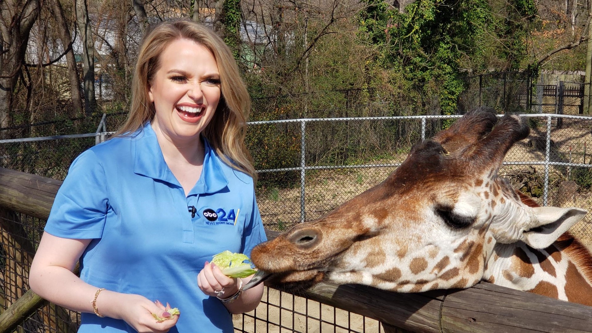 Giraffe Feeding Adventure reopens at the Memphis Zoo | localmemphis.com
