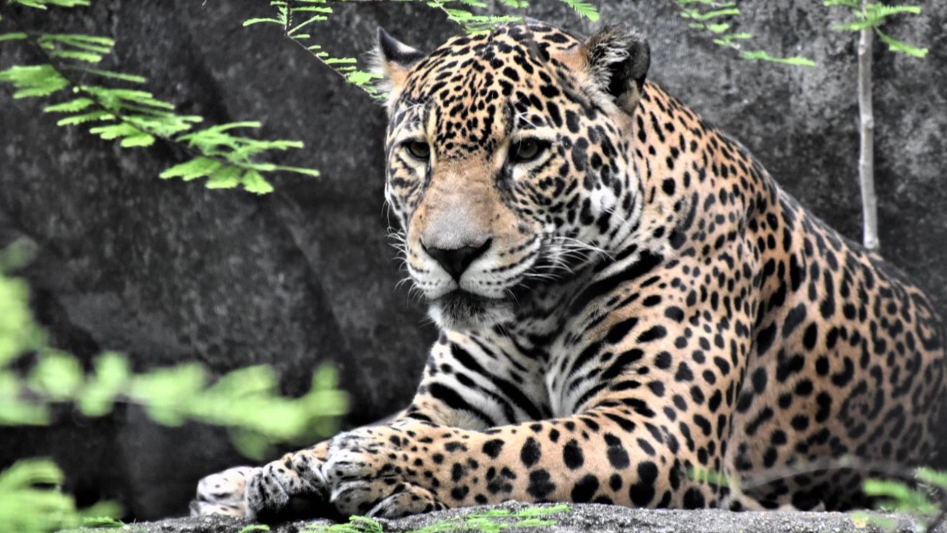 Memphis Zoo welcomes new jaguar | localmemphis.com