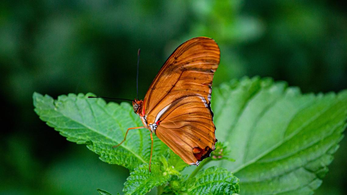 Butterfly exhibit re-opens at the Memphis Zoo | localmemphis.com