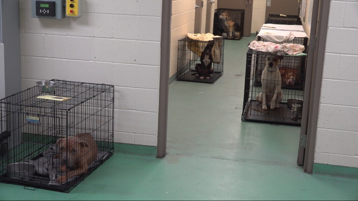 Memphis Animal Shelter asks for more people to foster and adopt ...