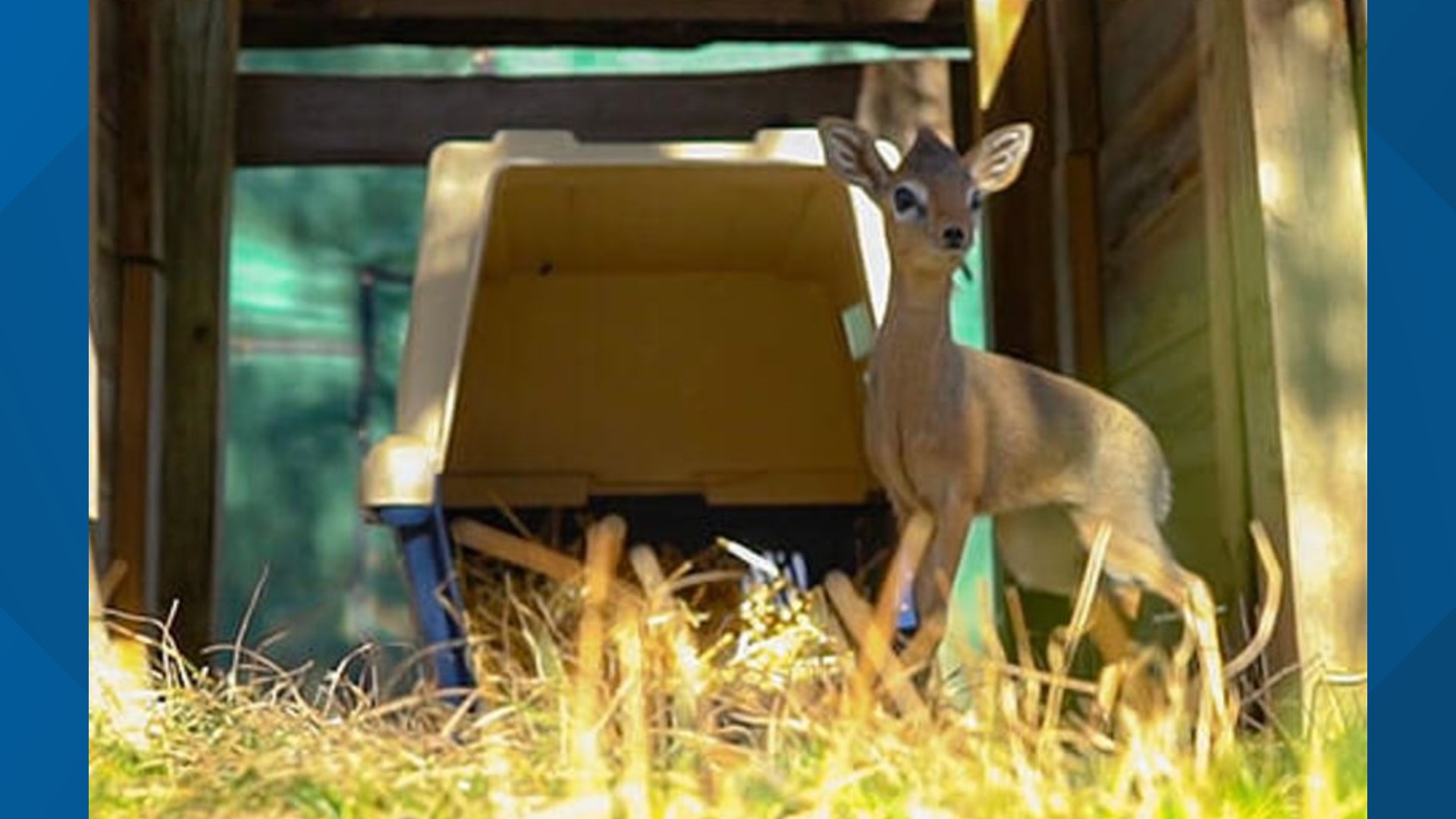 Memphis Zoo welcomes two new babies for the new year | localmemphis.com