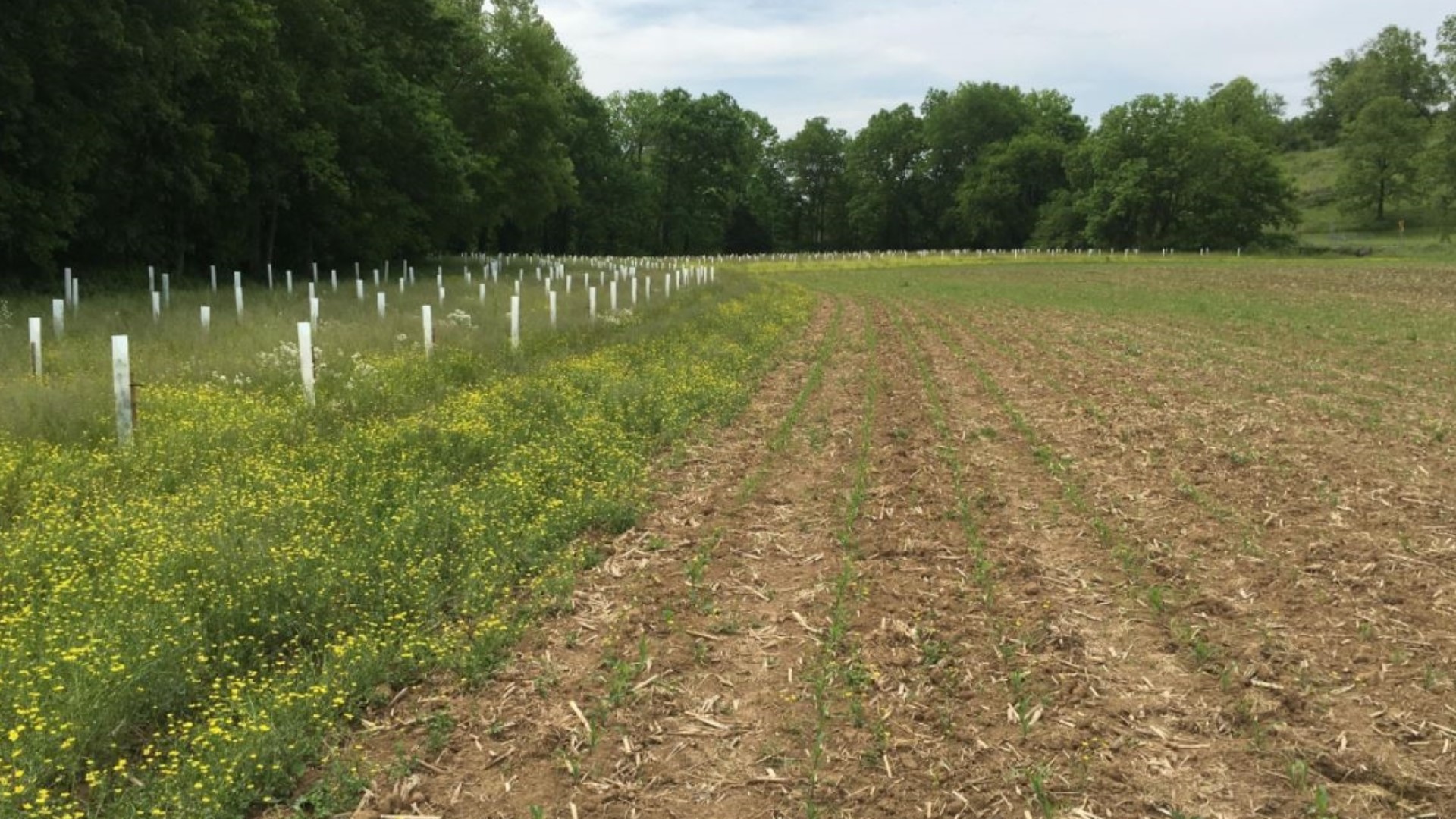 Tennessee is offering grants for tree planting along rivers ...