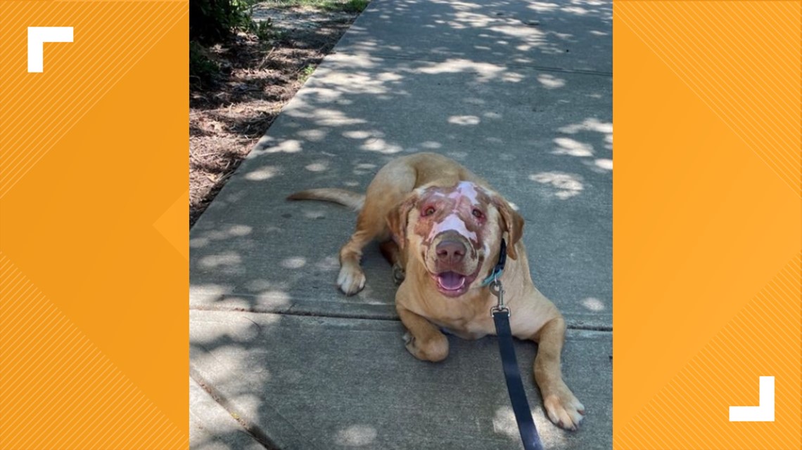 A year later, here's how Buddy the Dog looks today | localmemphis.com