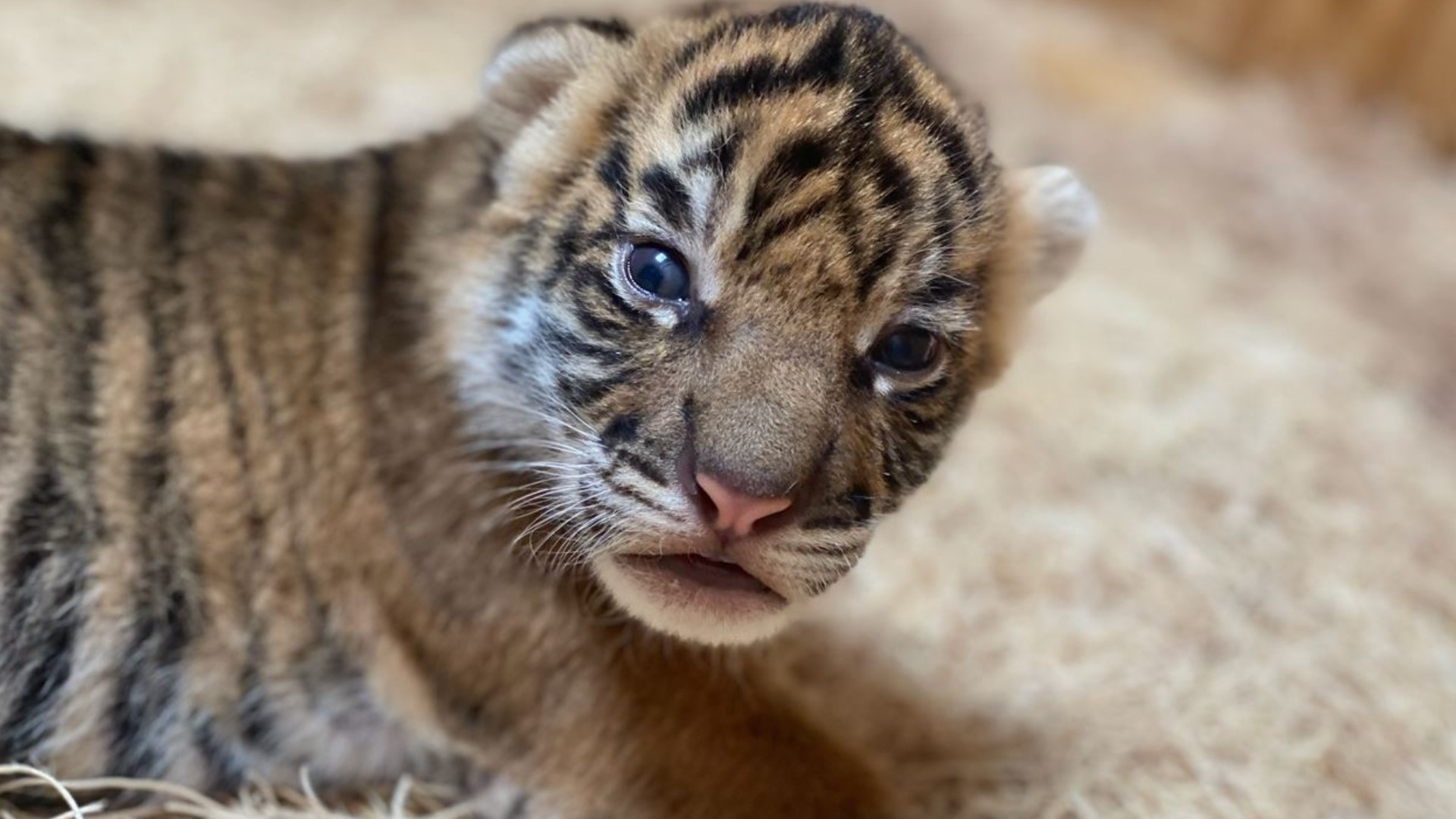 Memphis Zoo welcomes two new Sumatran tigers cubs | rocketcitynow.com