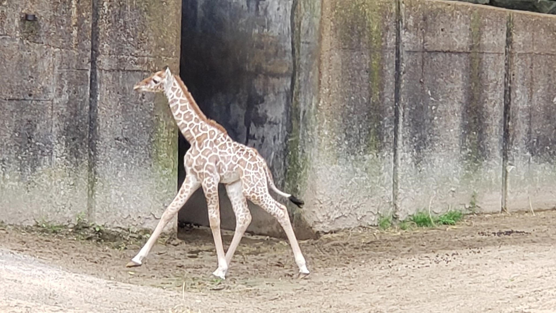 Memphis Zoo names baby giraffe 'Lily' | localmemphis.com