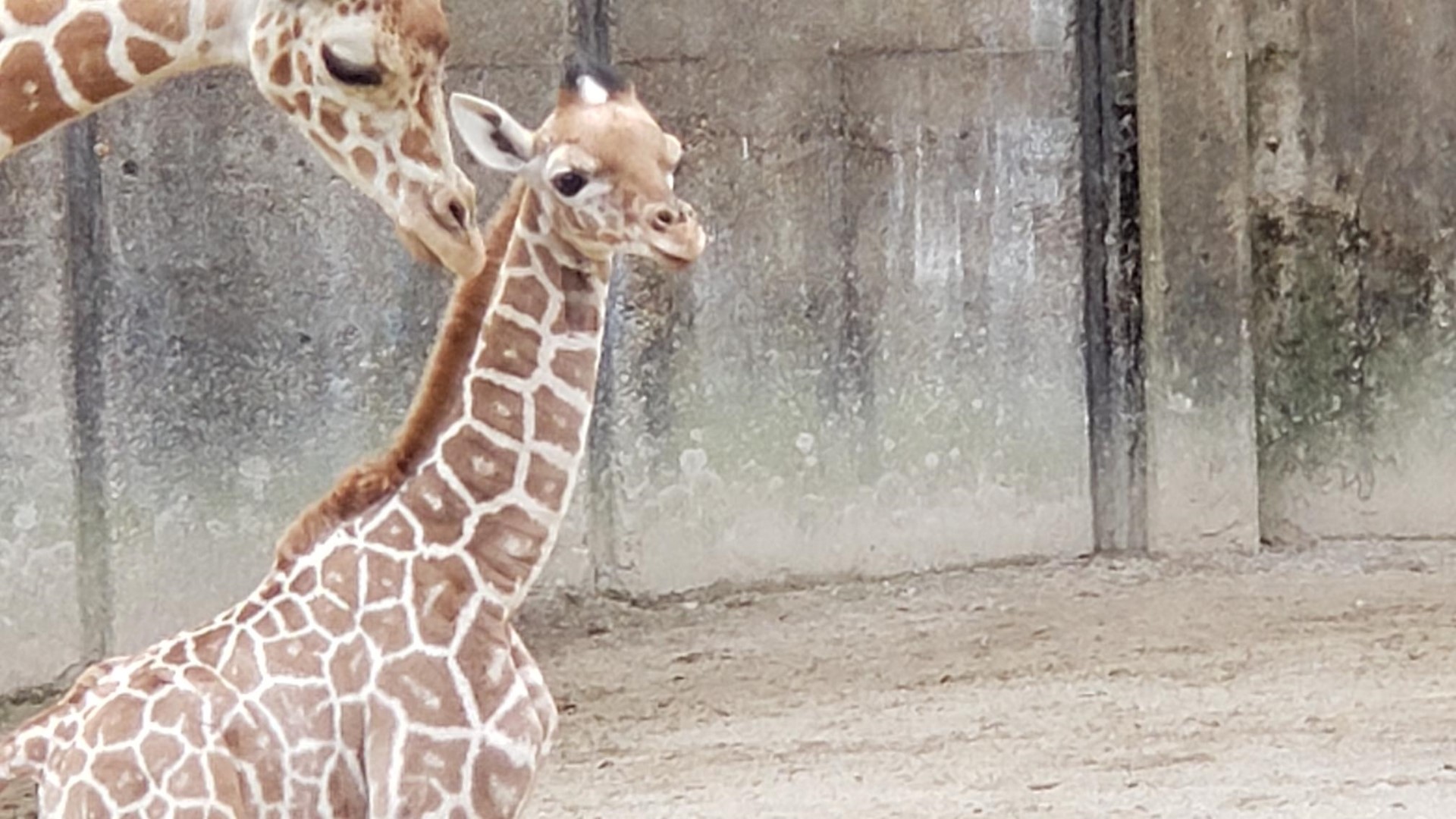 Memphis Zoo names baby giraffe 'Lily' | localmemphis.com