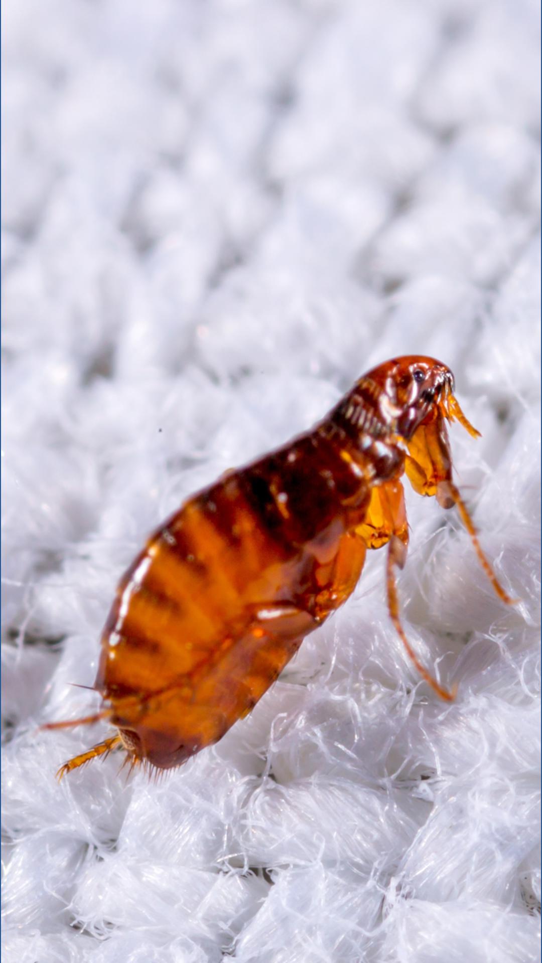 MSCS dealing with flea infestation at Berclair Elementary ...