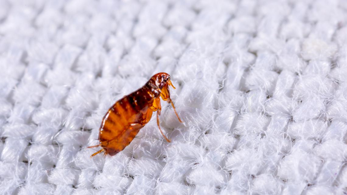 MSCS dealing with flea infestation at Berclair Elementary ...