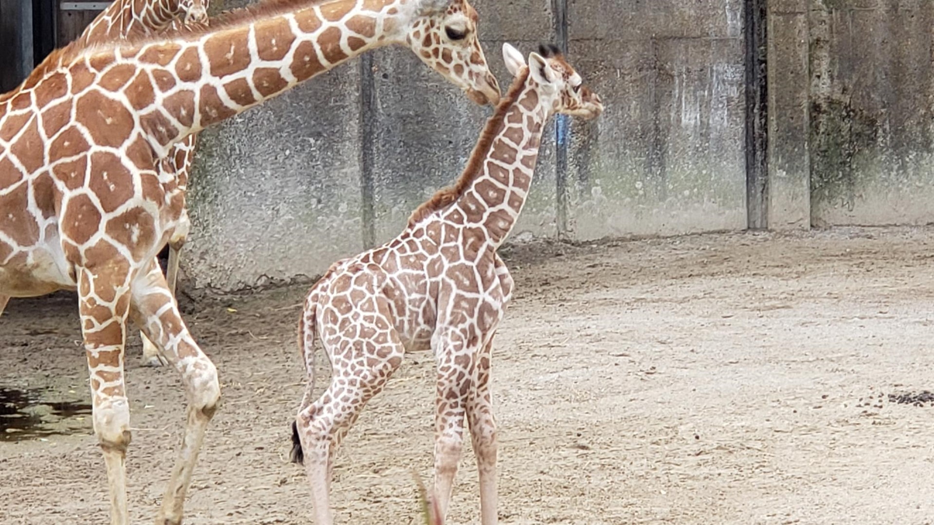 Memphis Zoo names baby giraffe 'Lily' | localmemphis.com