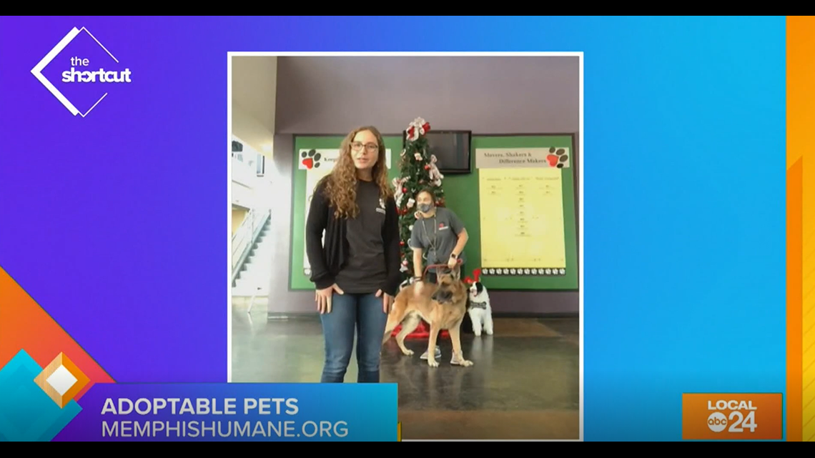 Adopt-a-pet with the Humane Society | localmemphis.com