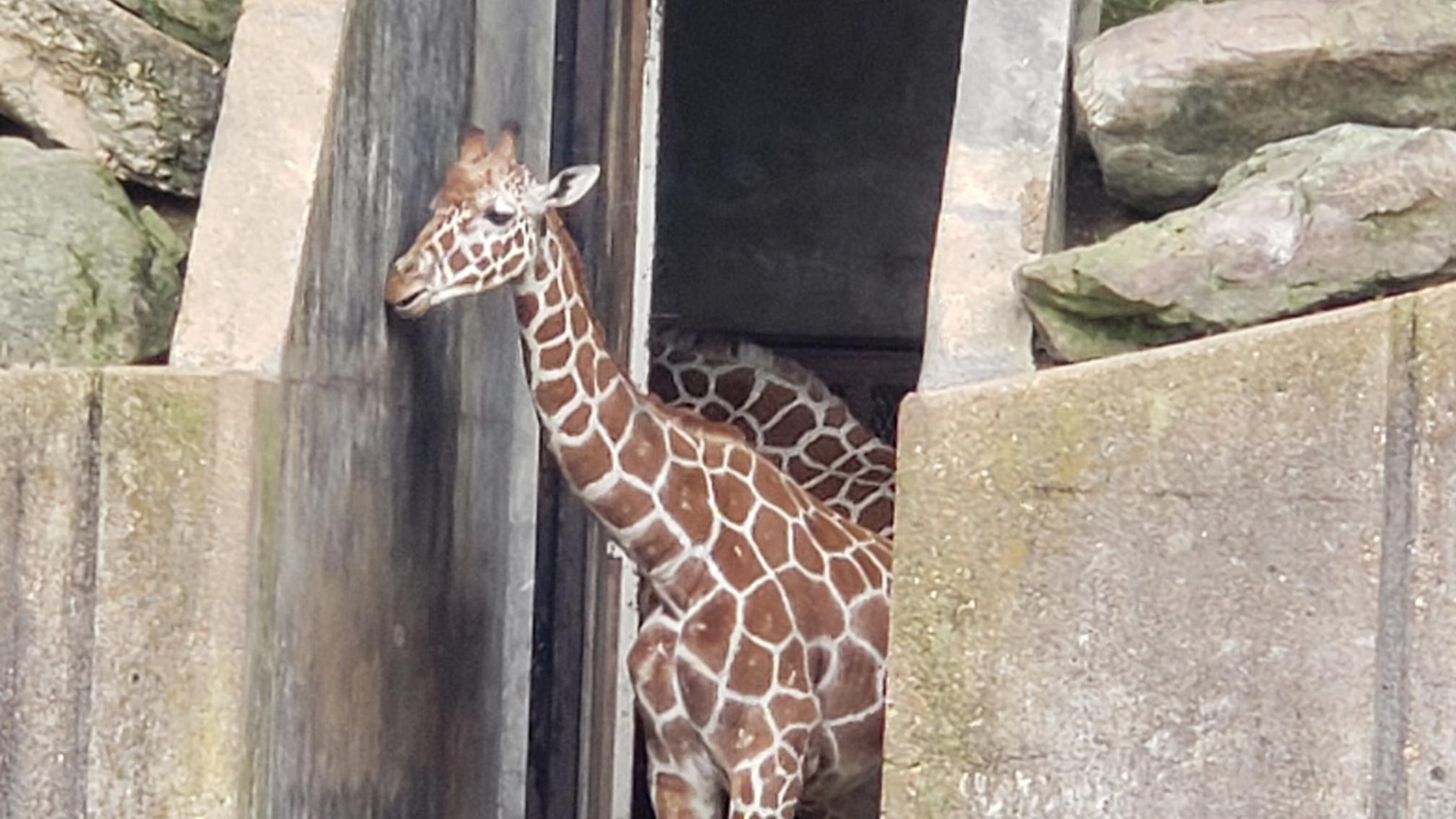 Memphis Zoo names baby giraffe 'Lily' | localmemphis.com