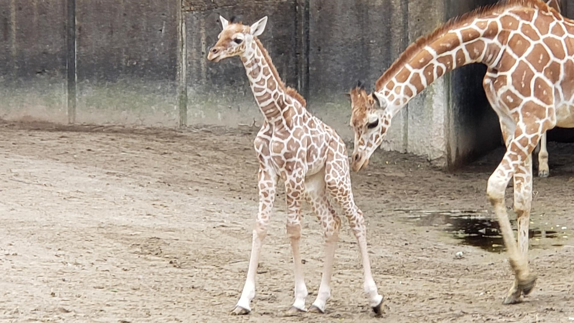 Memphis Zoo names baby giraffe 'Lily' | localmemphis.com