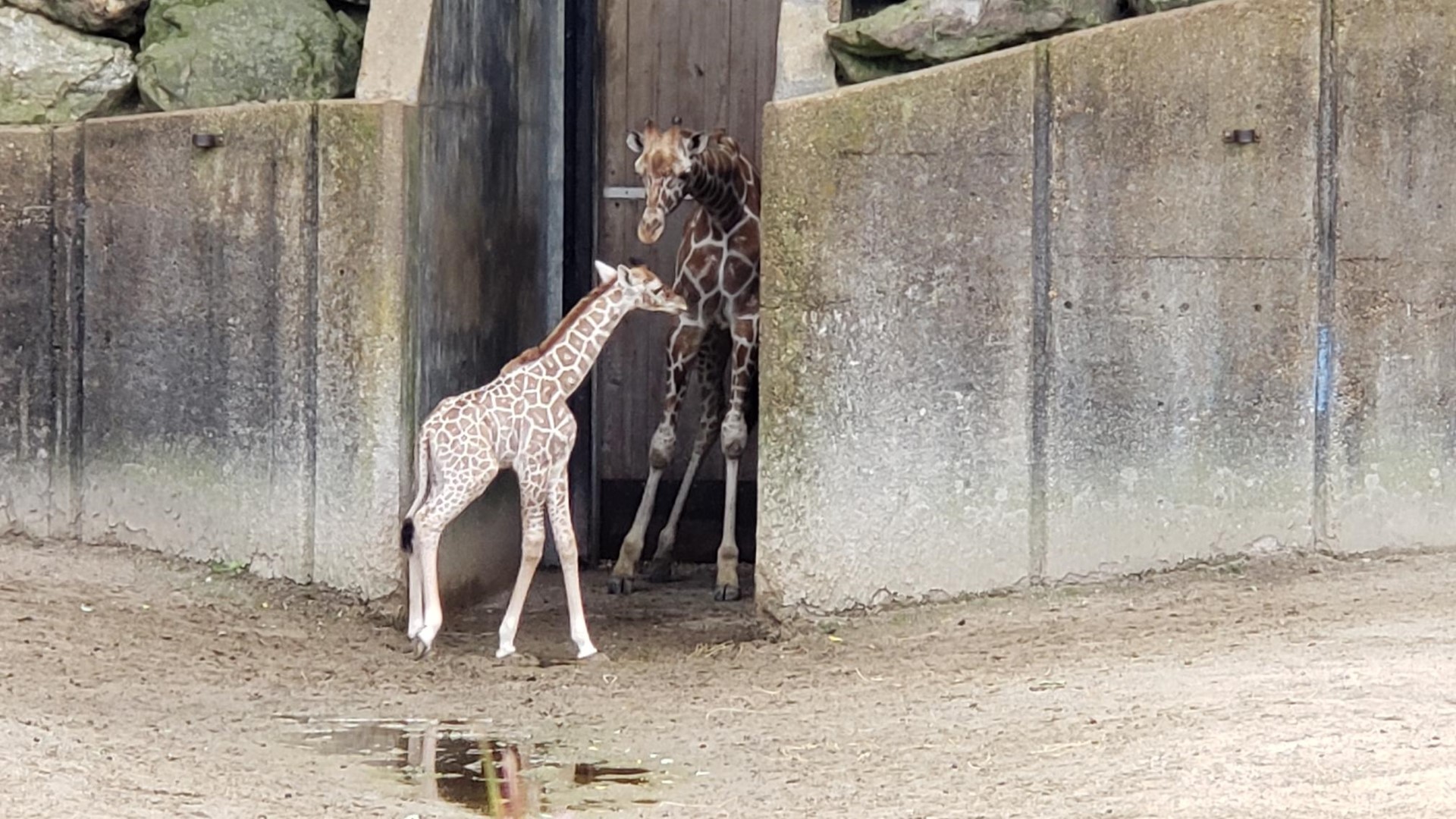 Memphis Zoo names baby giraffe 'Lily' | localmemphis.com