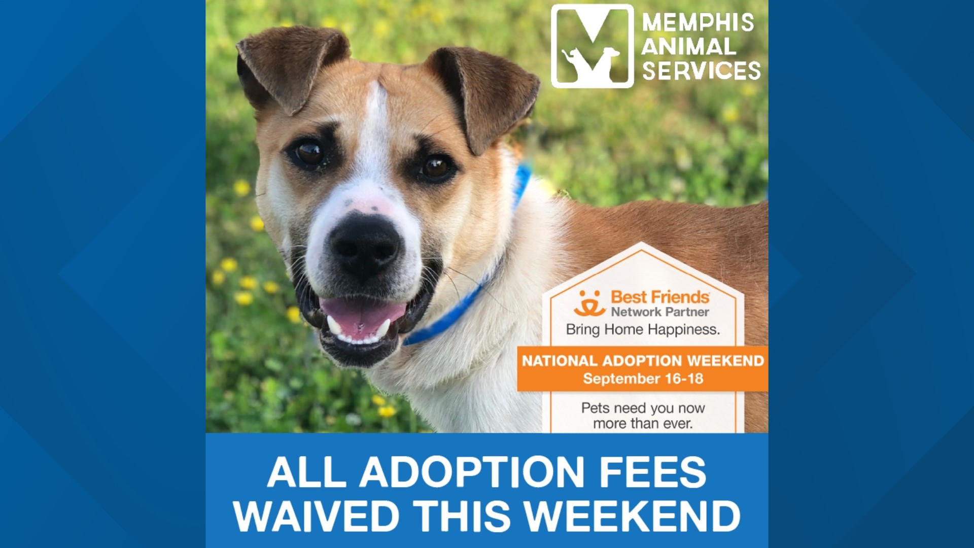 Memphis Animal Services waives adoption fees for weekend | localmemphis.com