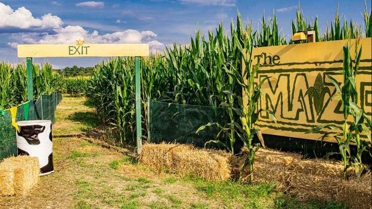 Get Lost corn maze arrives in Memphis just in time for Halloween ...