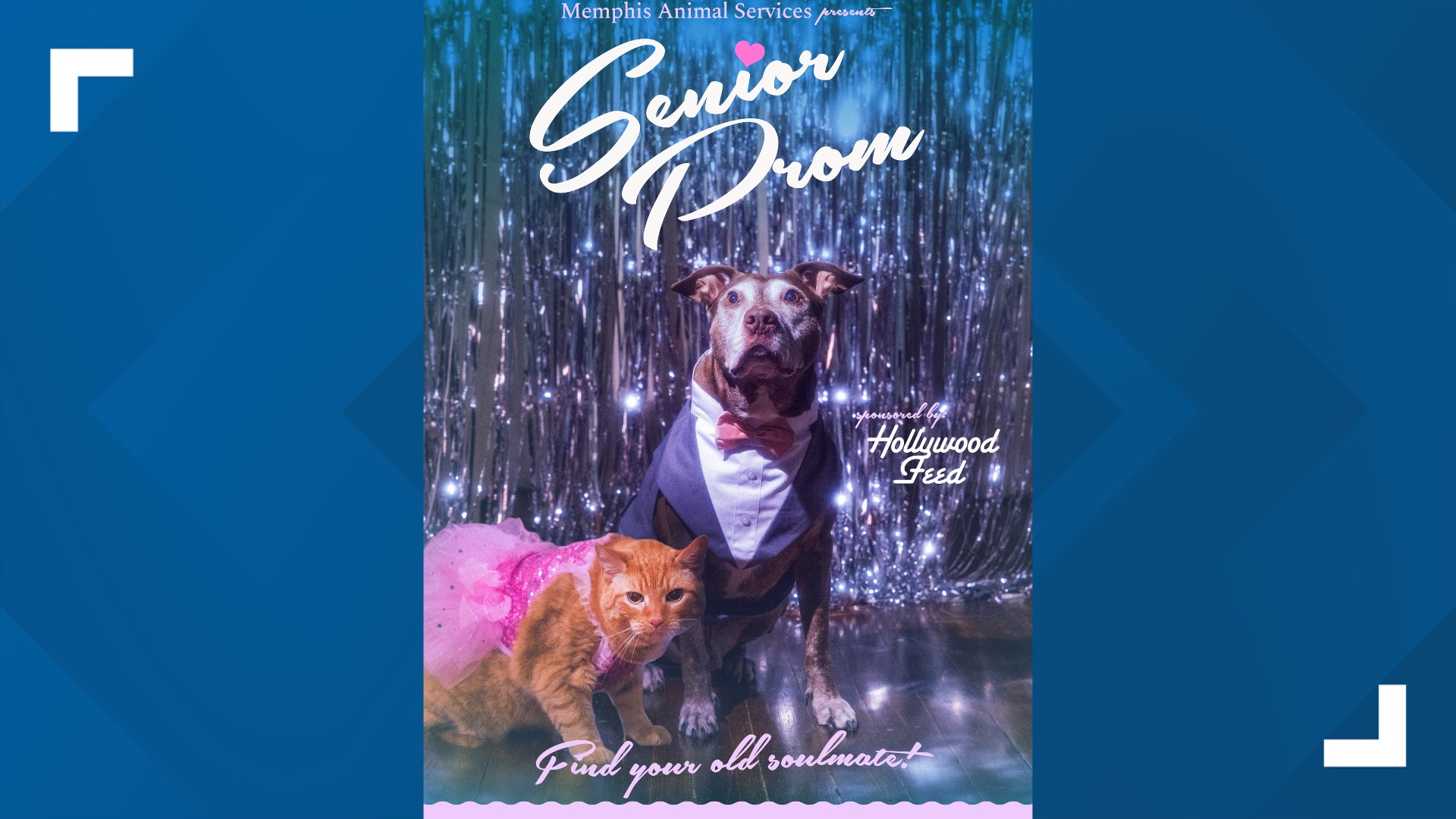 Memphis Animal Services holds adoption event for older pets ...